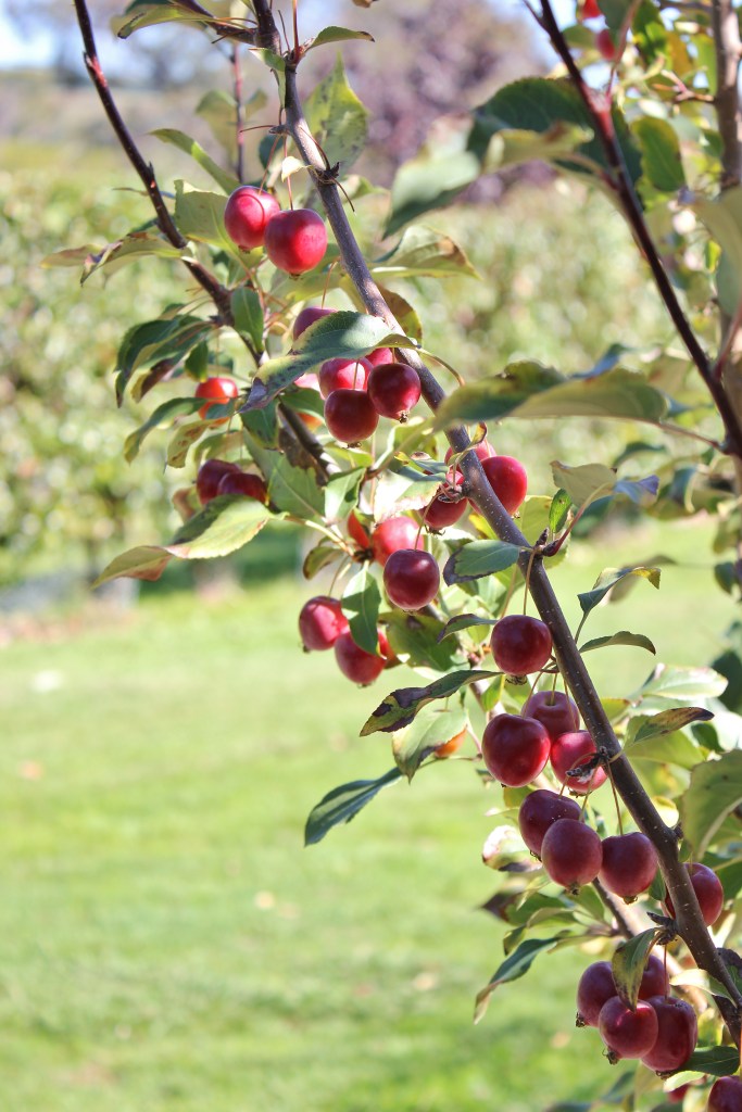 Crabapple crumble pie and the long weekend – Baking with Gab